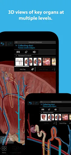 Human Anatomy Atlas 2025 App Download - ViaAPK