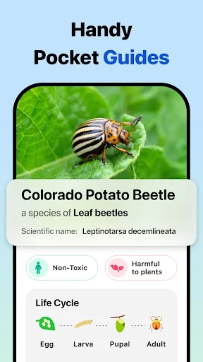 Picture Insect: Bug Identifier - Free APK Download - ViaAPK